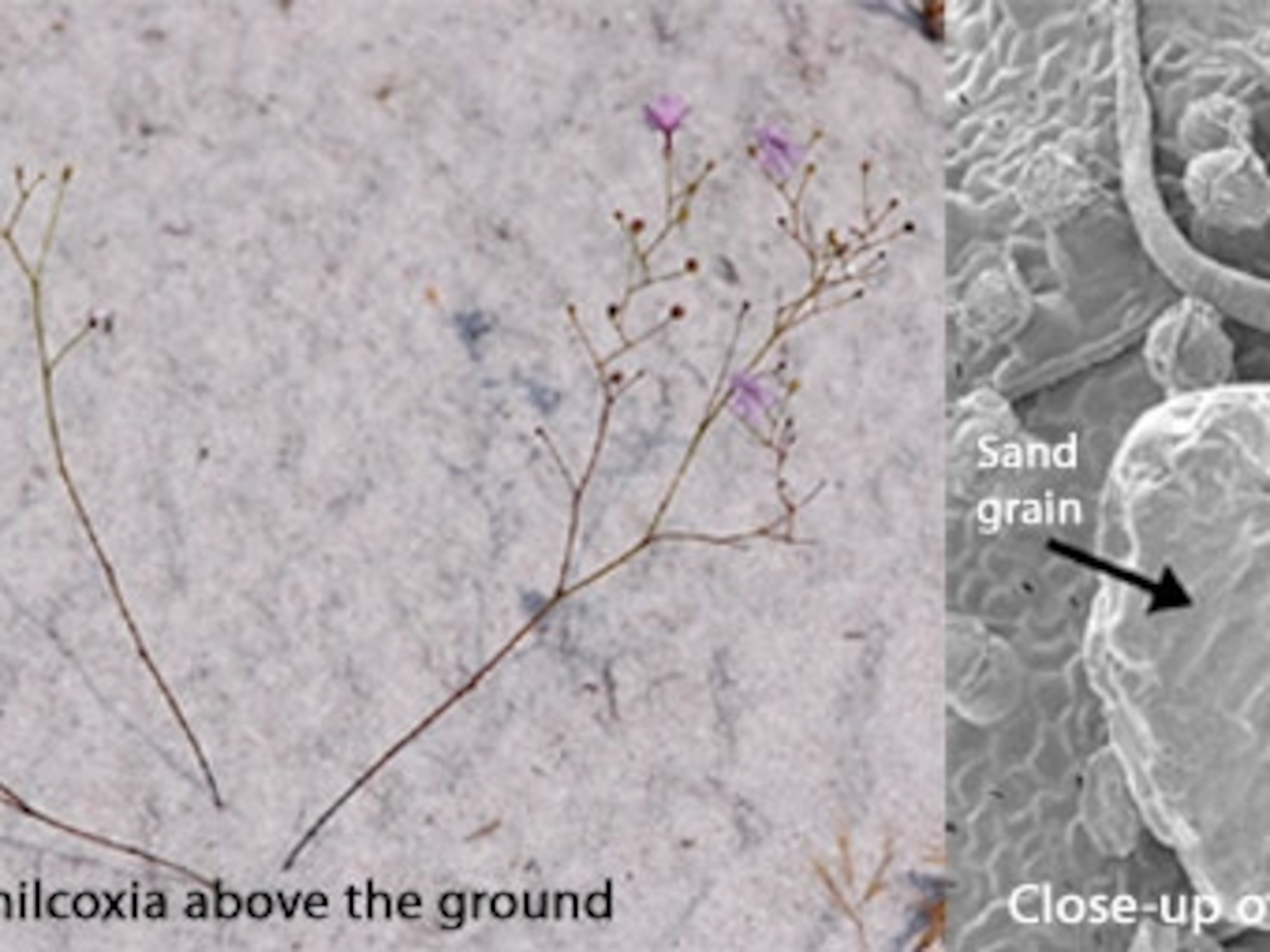 Worm-Eating Plant Found—Kills via Underground Leaves | National Geographic