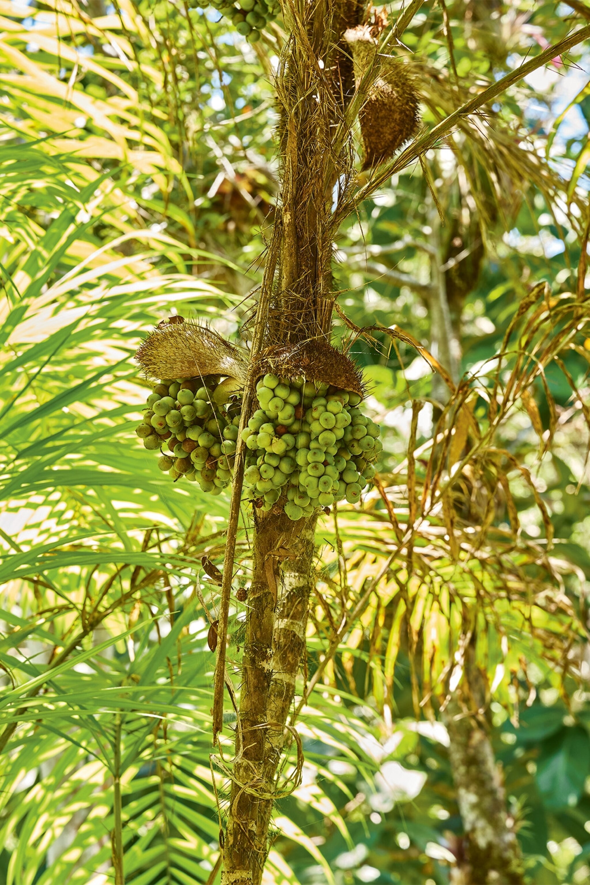 3 recipes to try from Brazilian chef Manoella Buffara