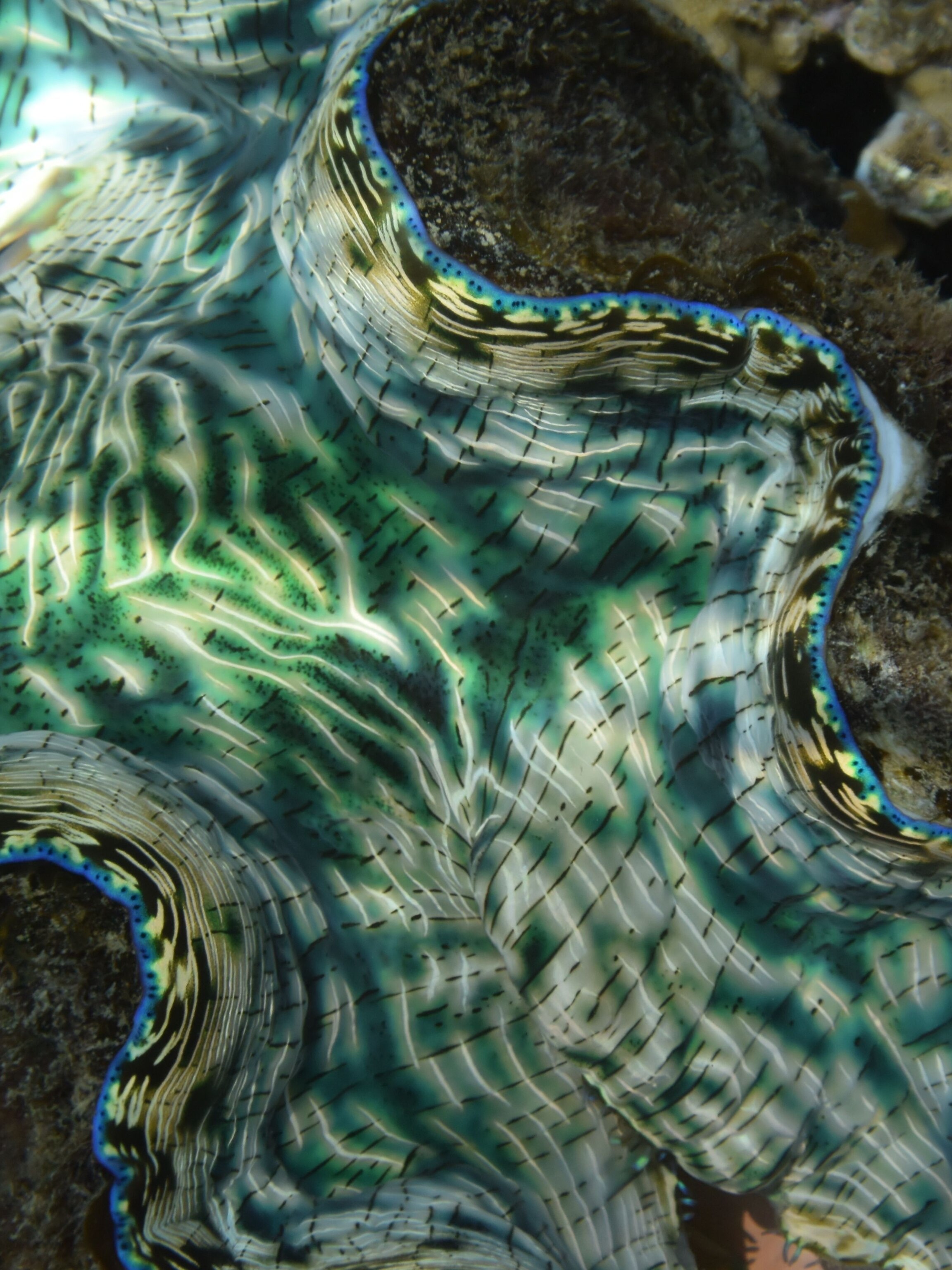 Seven Common Species Of Giant Clam Poster (Large) Zazzle