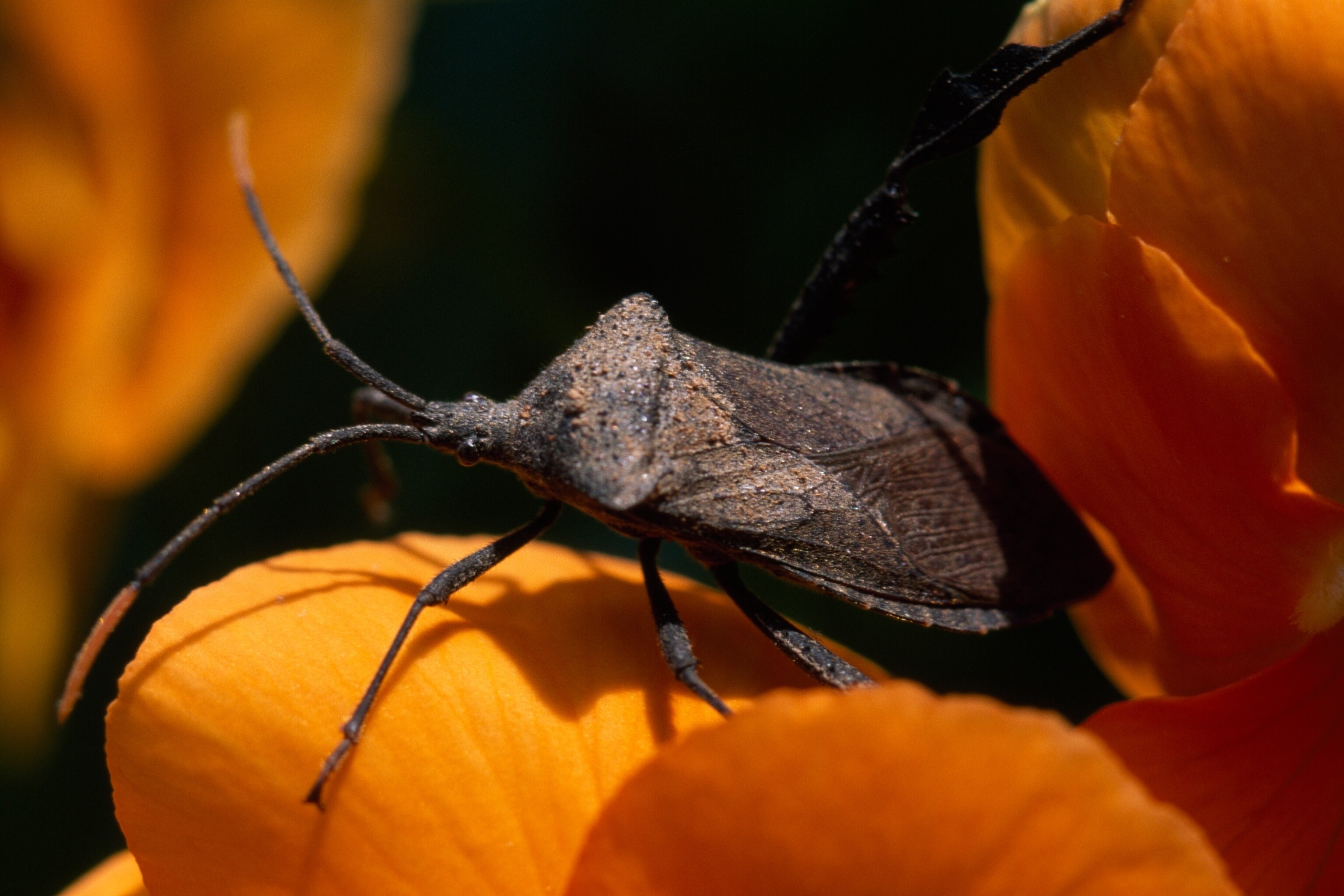 Natural Bling: 6 Amazing Animals That Decorate Themselves