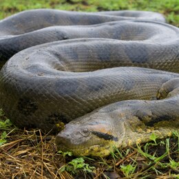What Is Anaconda Chainpowen