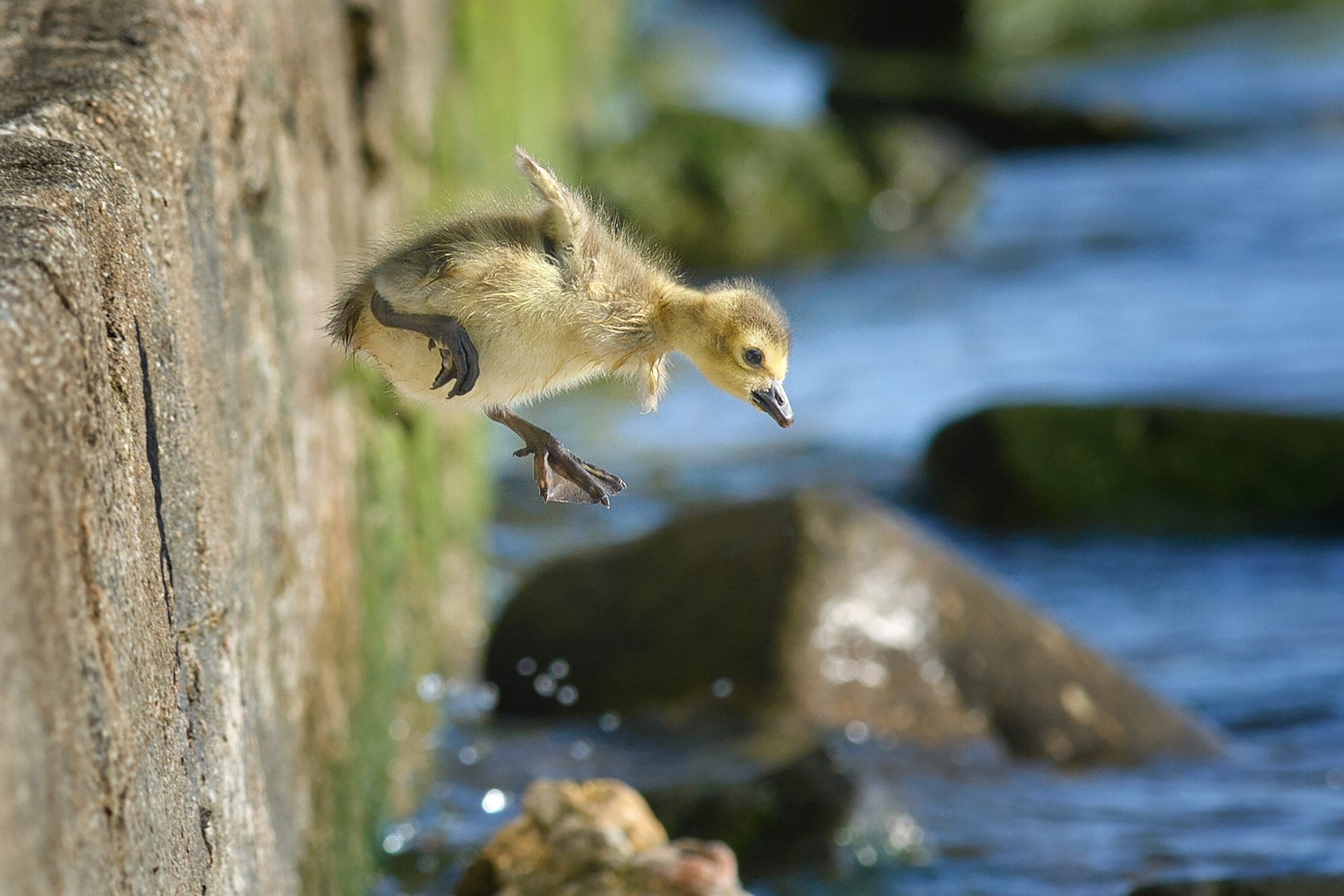 Take a Look at These Amazing Airborne Animals