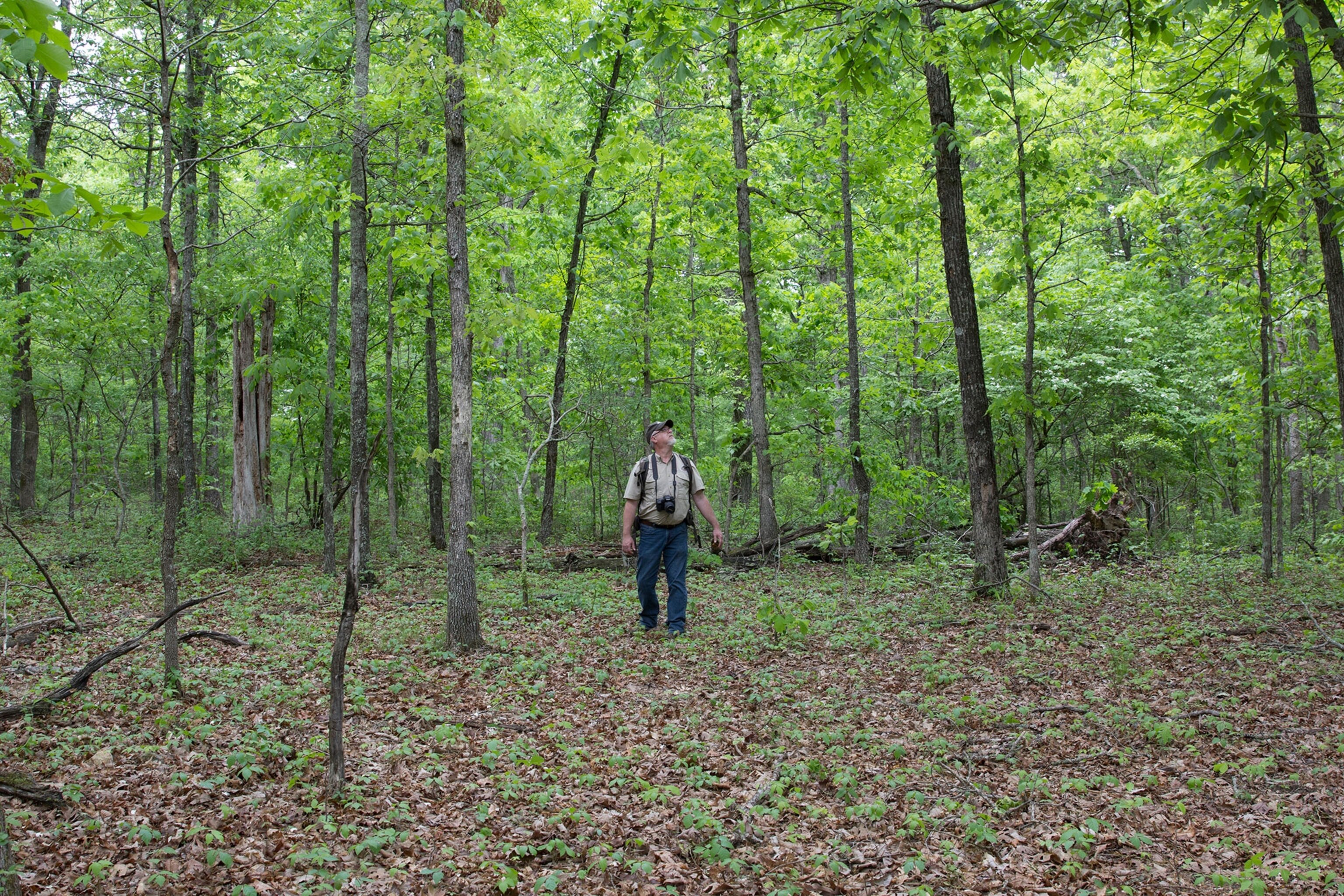 The Ozark chestnut tree was thought to be extinct, but now it's making ...