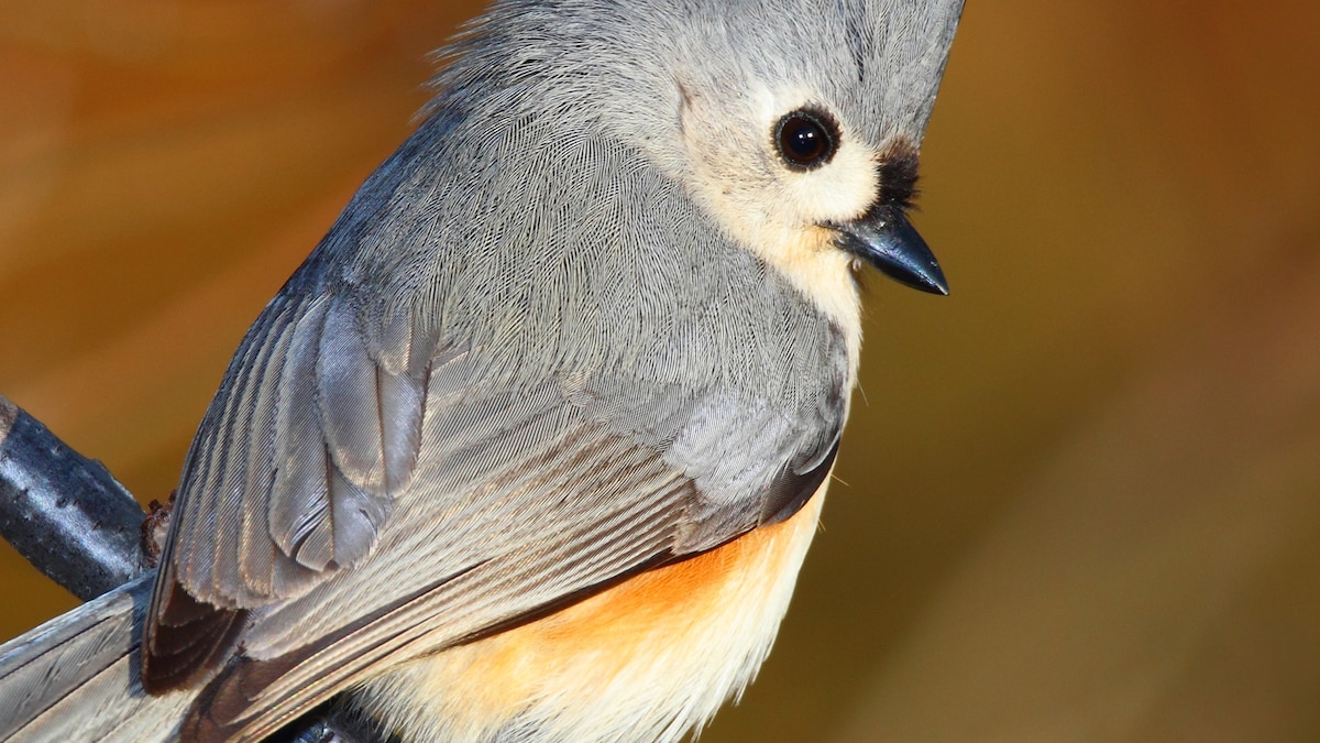 Tufted Titmouse | National Geographic