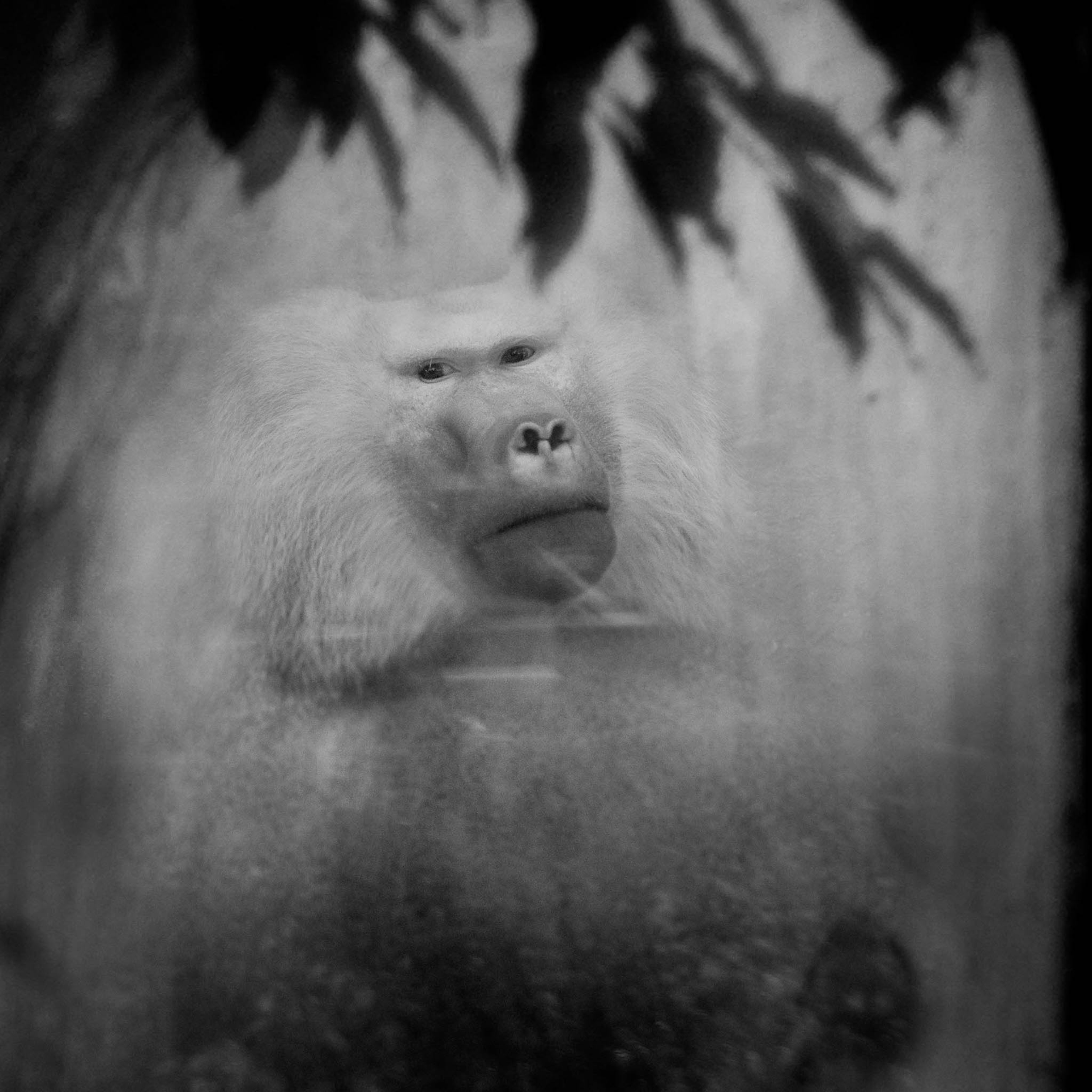 Behind Glass: A Poignant Look at Captive Primates