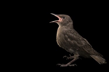 European Starling | National Geographic