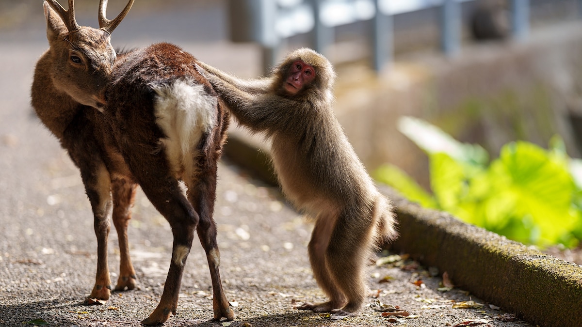 These monkeys keep trying to mate with deer—scientists have a few ...