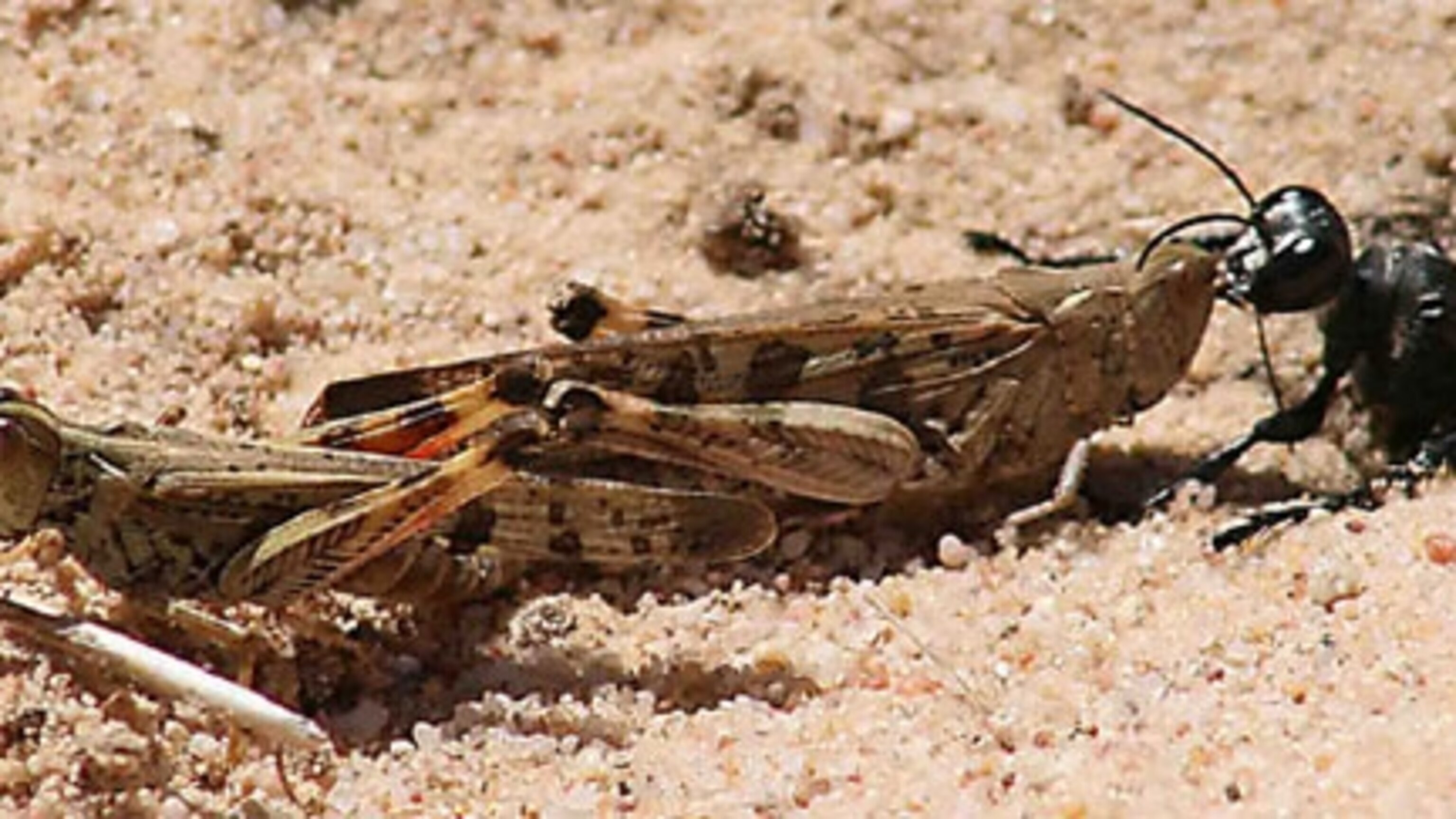 Locusts Eating