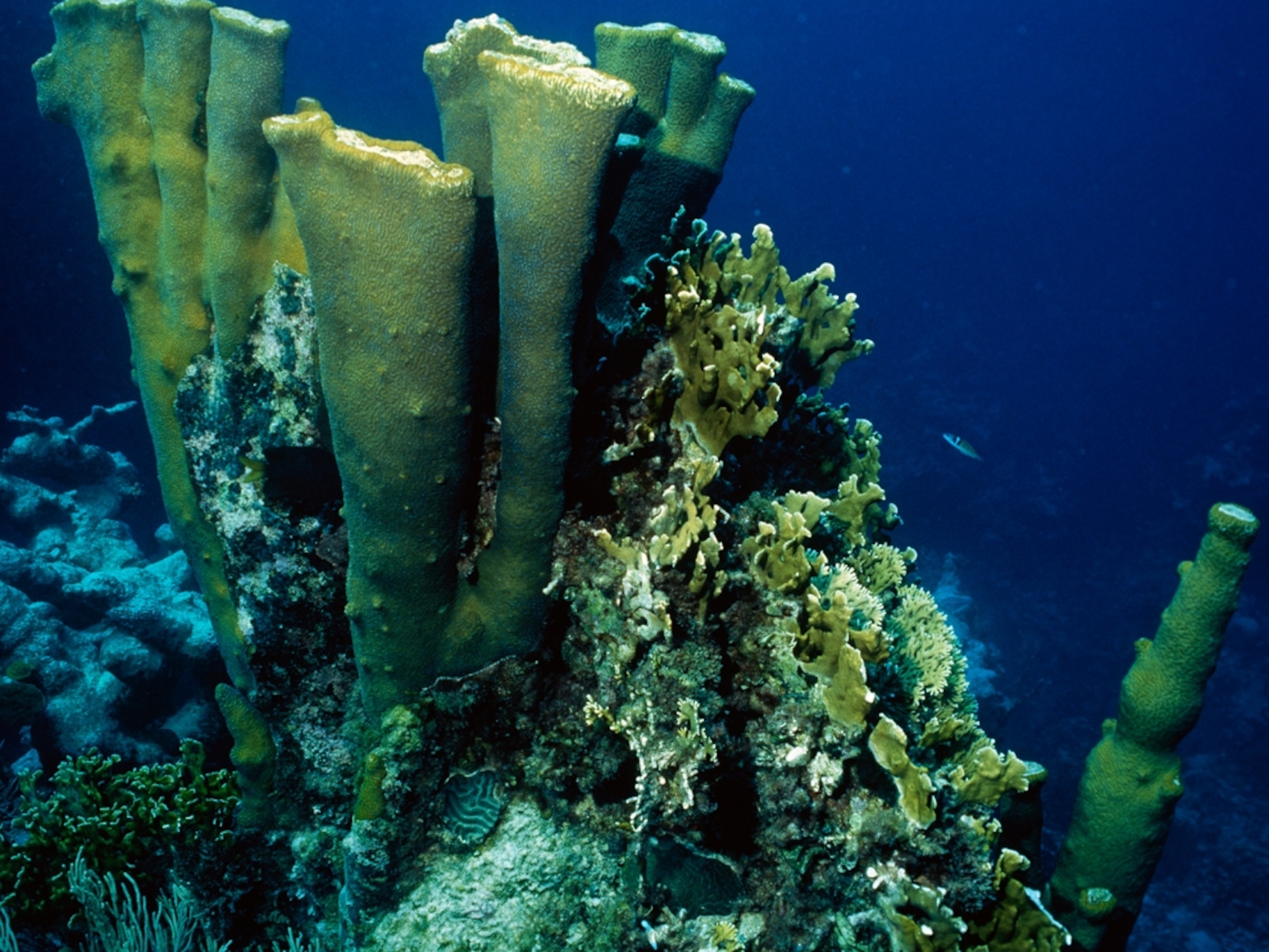 Underwater Landscape Photos, Underwater Wallpapers, Download, Photos ...