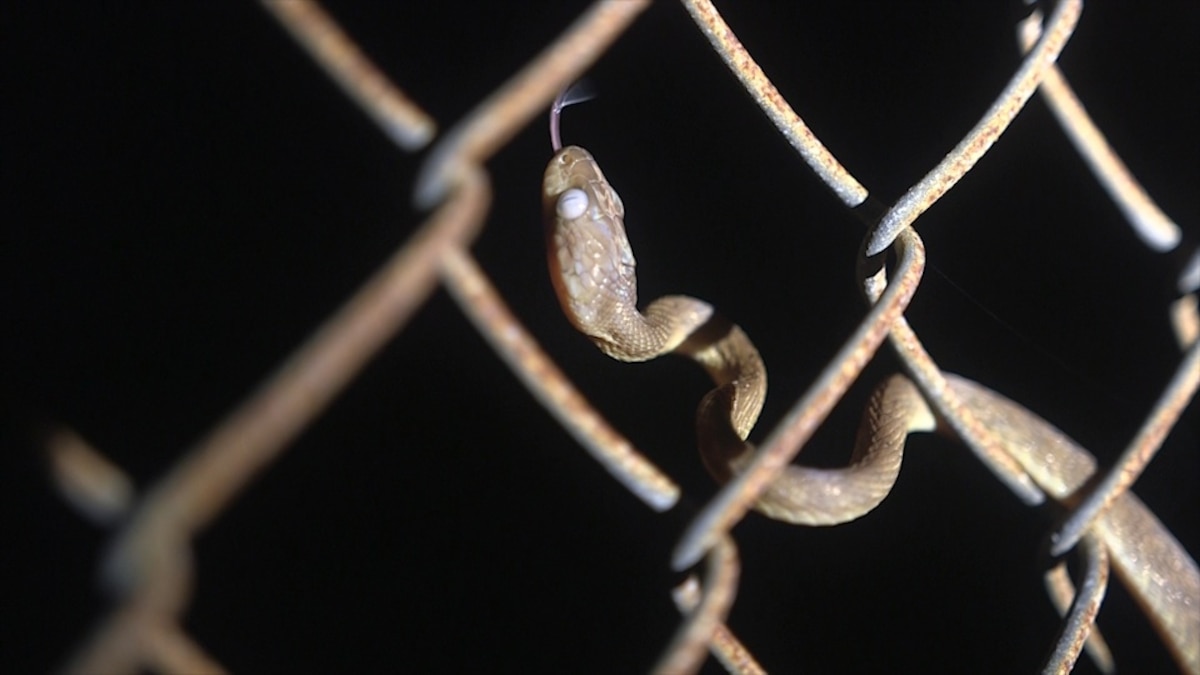 Guam: Can Invasive Species Be Stopped? | National Geographic