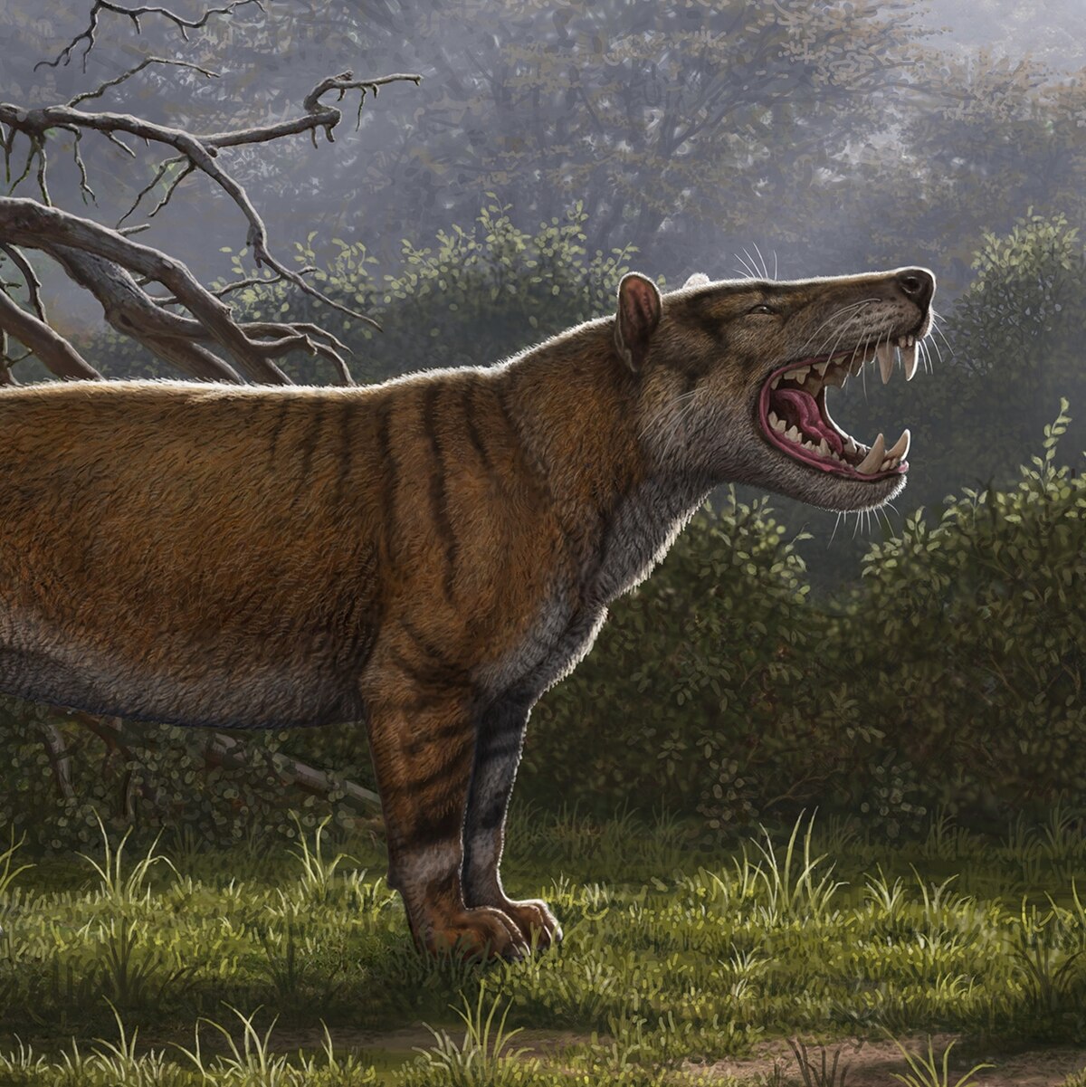 New species of giant fossil carnivore found in Kenya