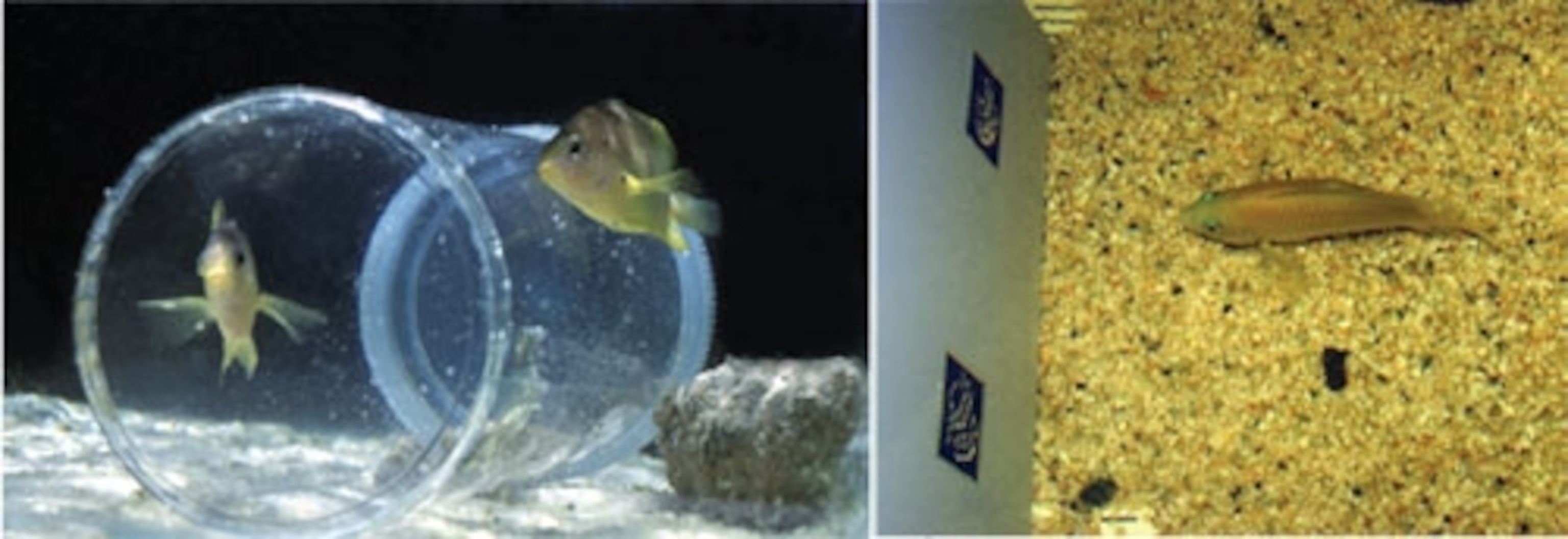 The hidden face codes of fish | National Geographic