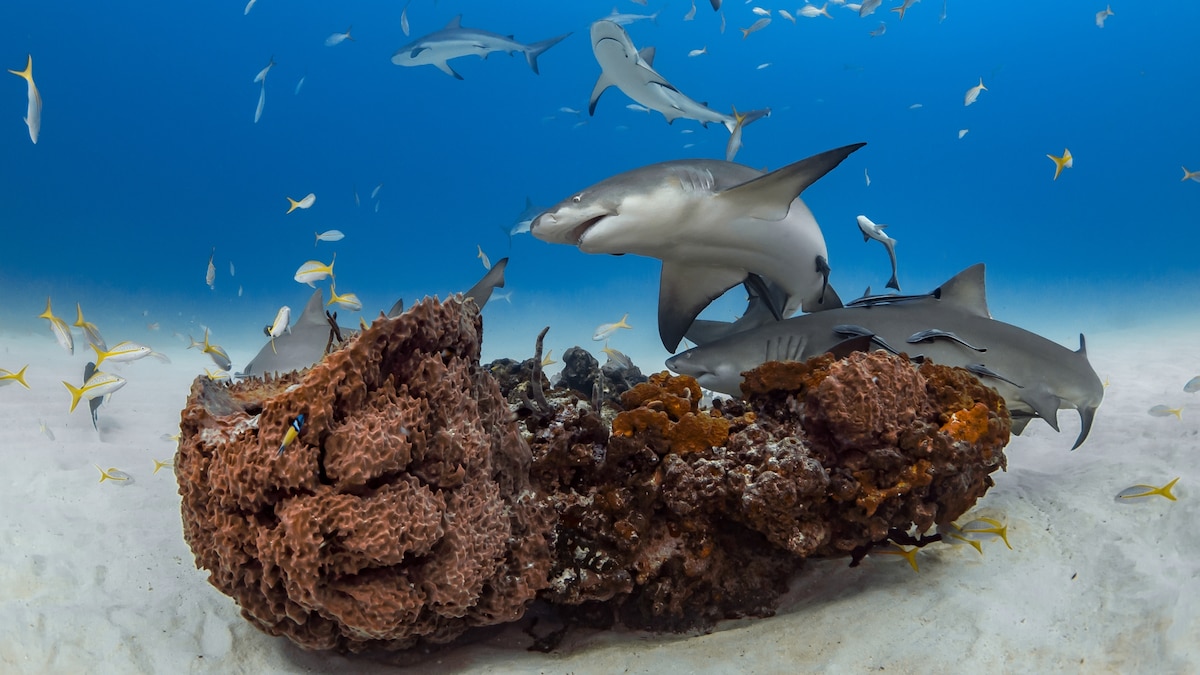 Sharks form years-long 'friendships,' dispelling 'lone shark' myth ...