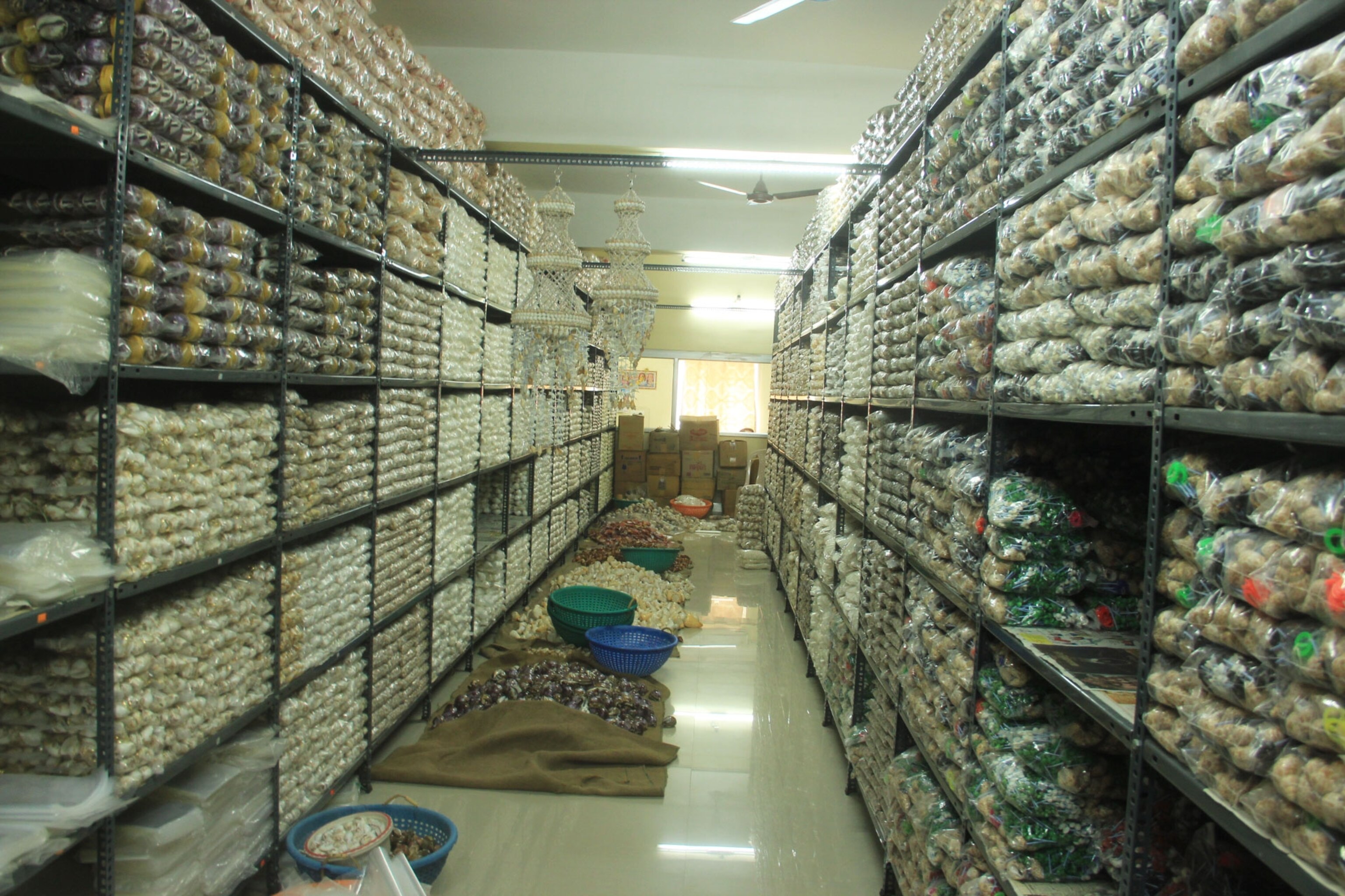 The Seashell Trade for Souvenirs is Killing Protected Marine Life