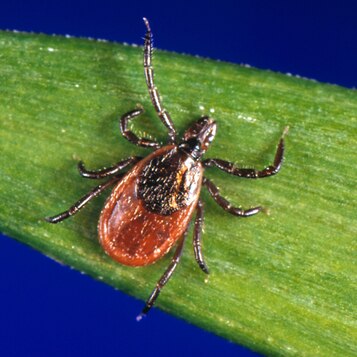 Baby Deer Tick
