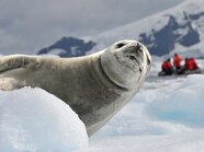 Crabeater Seal At Juliane Michaelis Blog