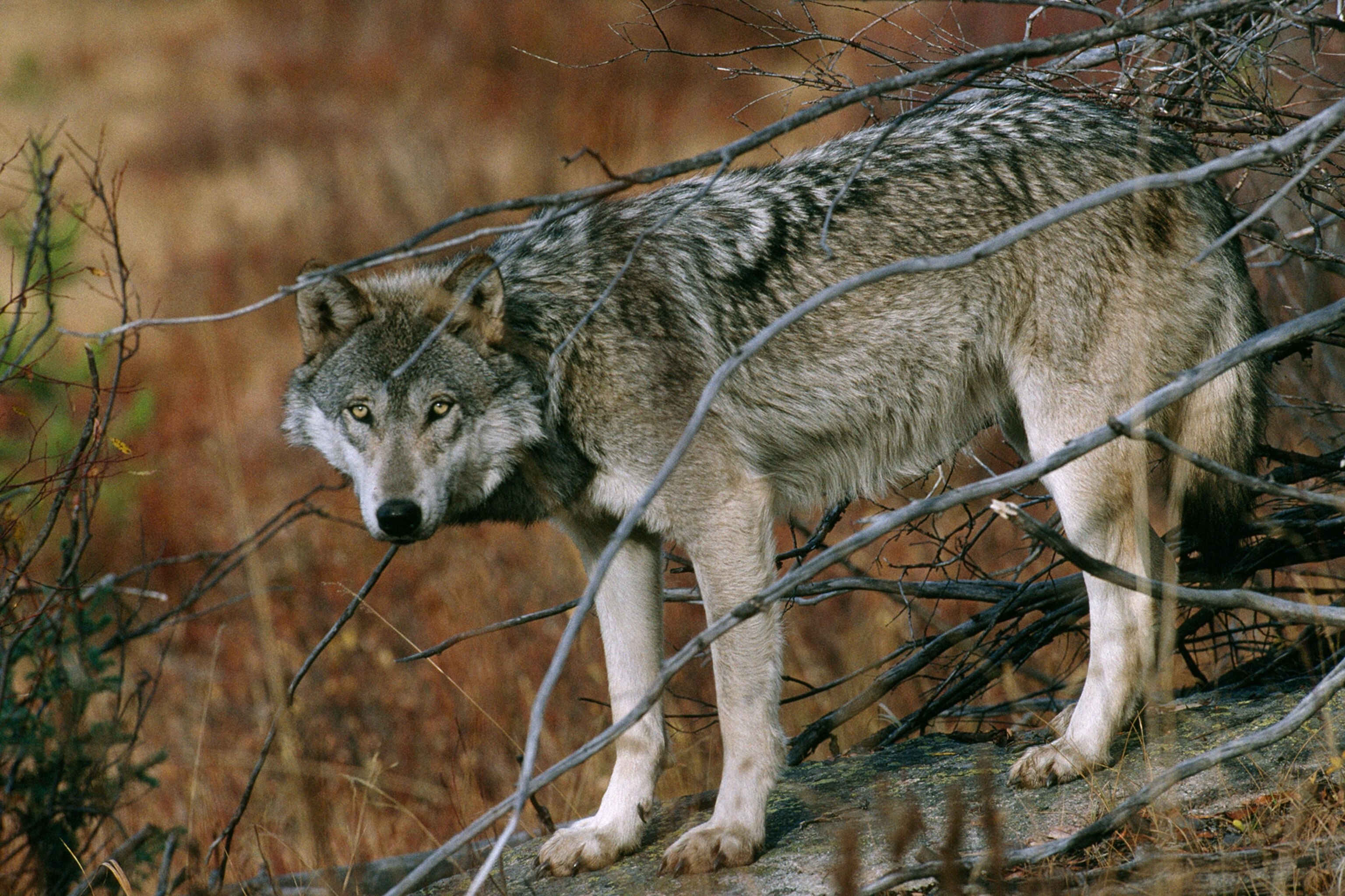 The Case For Lethal Predator Control Just Got Weaker