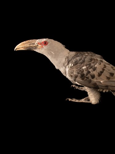 Cuckoos, facts and photos