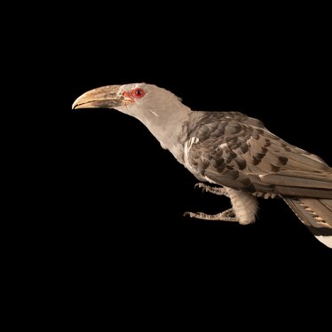 Cuckoos, facts and photos