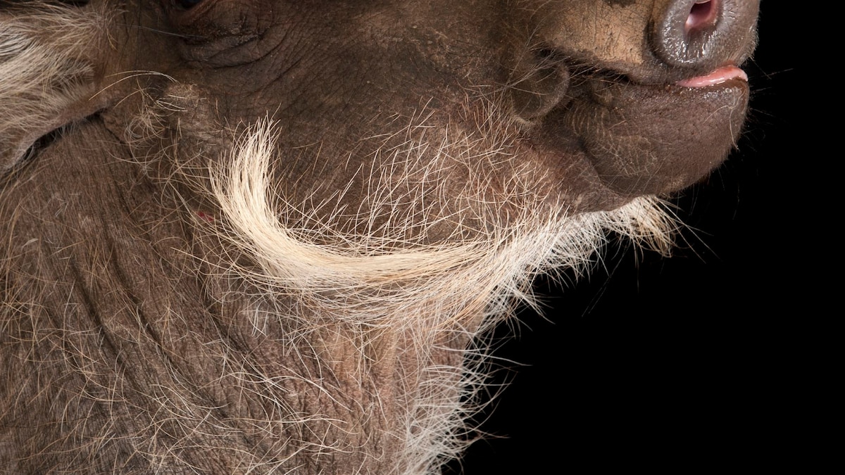 Warthog | National Geographic | National Geographic