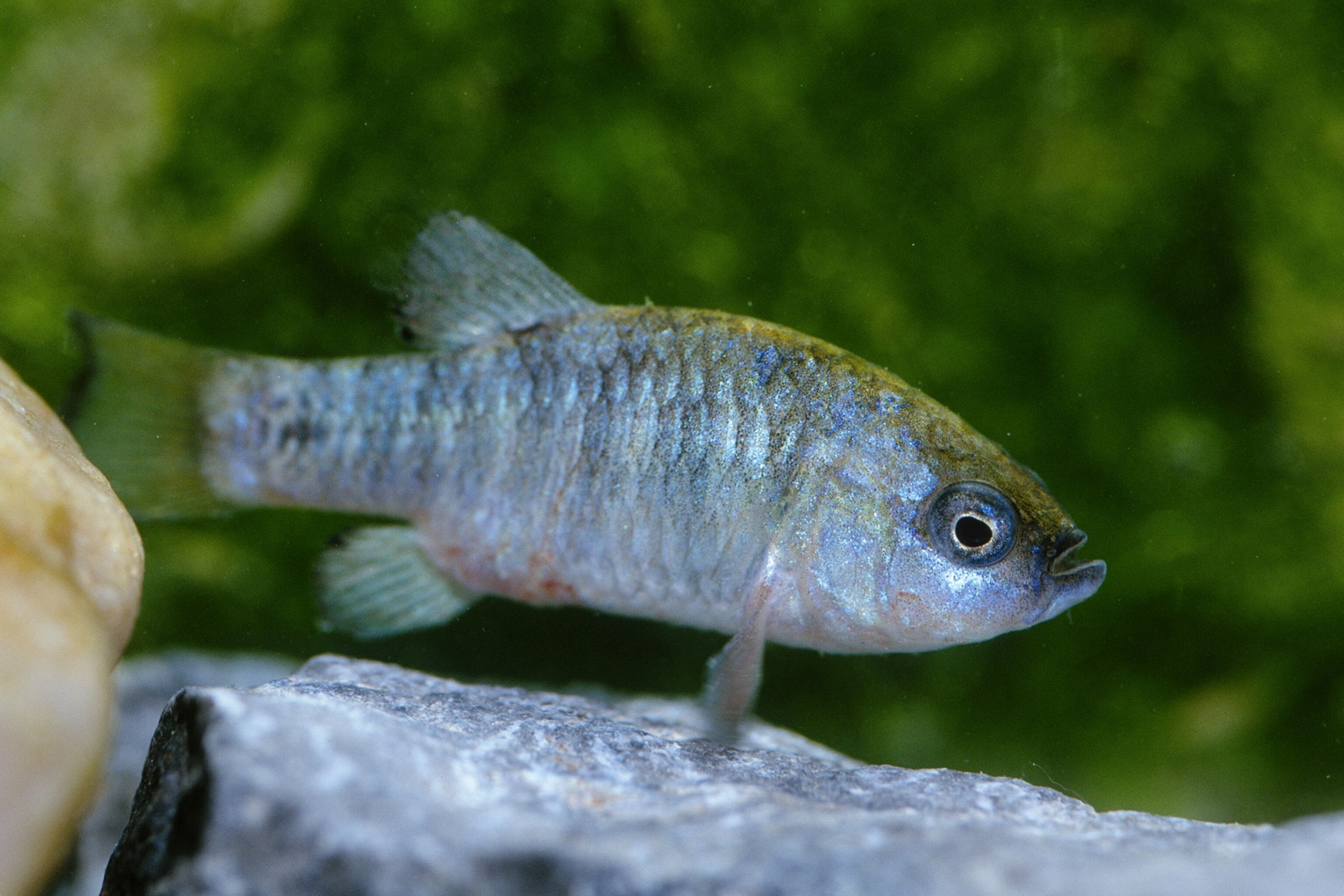 These Animals Thrive in the Hottest Places on Earth