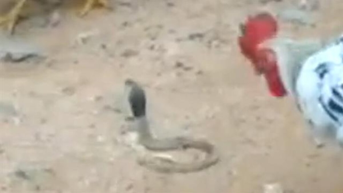 See How This Rooster Fought Off a Cobra | National Geographic