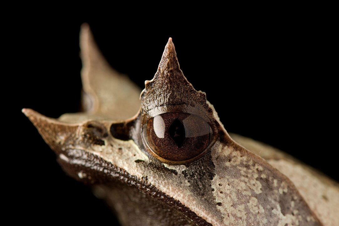 Animal Head Photography