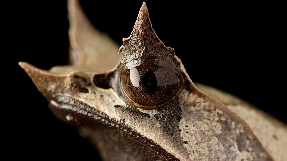 See Animals With Impressive Horns, Antlers, and Other Headgear ...