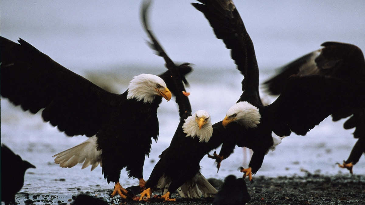 49 environmental victories since the first Earth Day | National Geographic