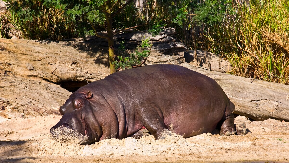 How Do Some Animals Make Their Own Sunscreen? | National Geographic