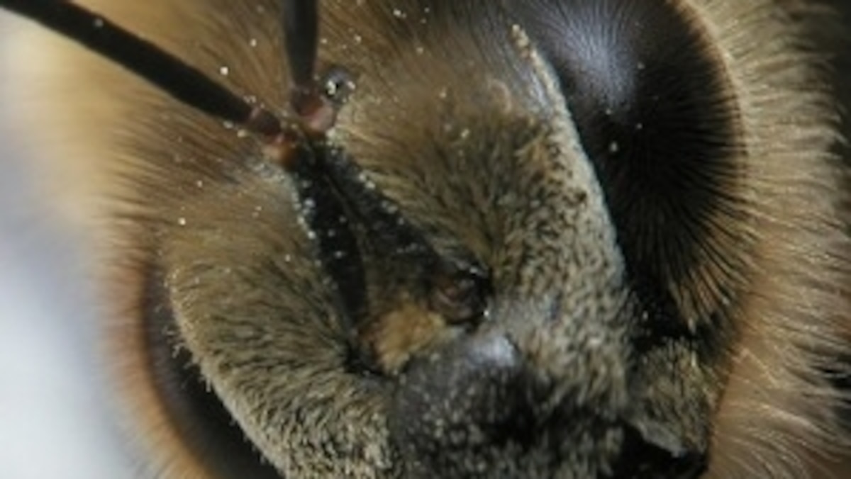 To Bee | National Geographic