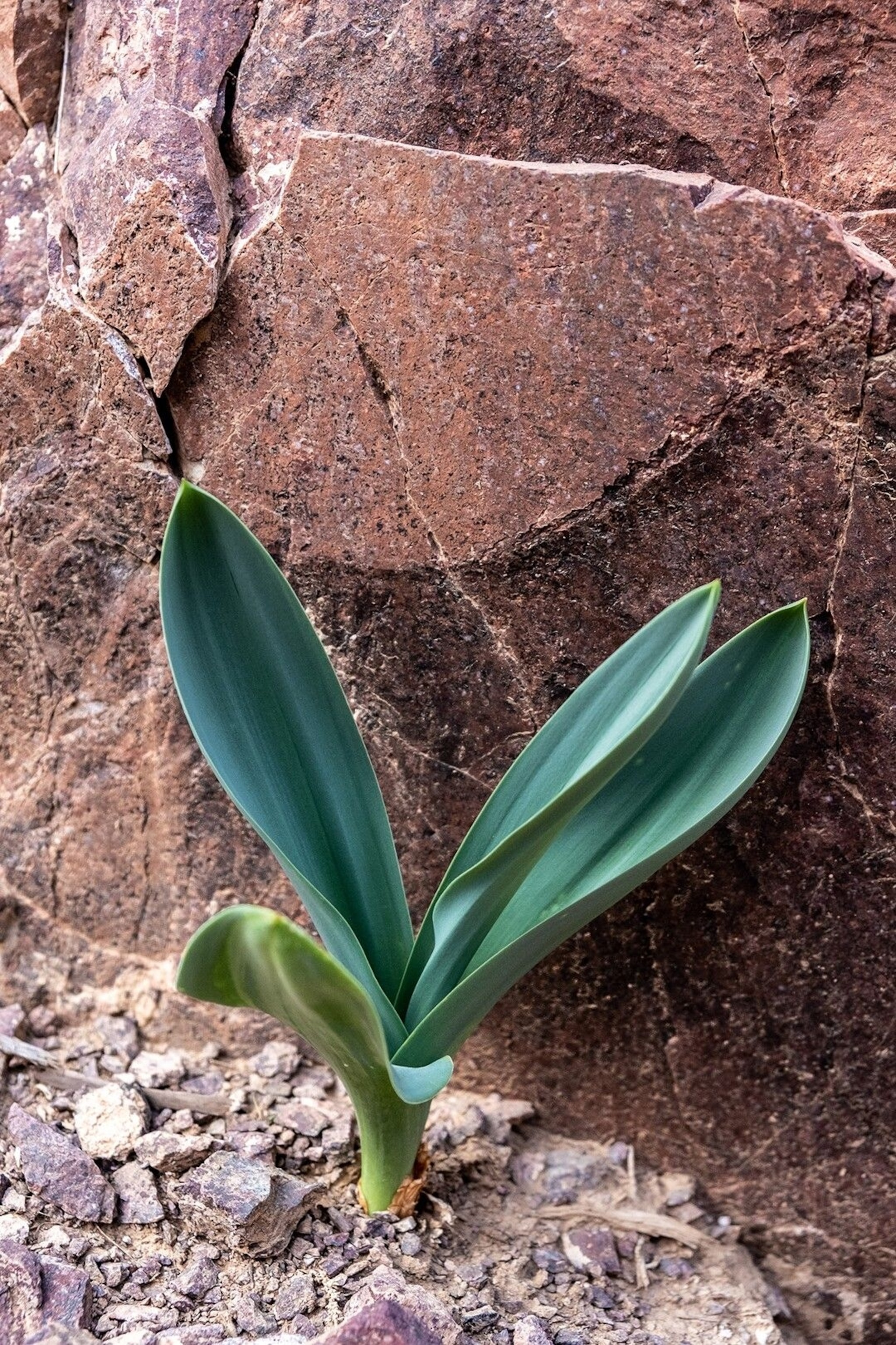Photo story: hiking the Jordan Trail to the ancient city of Petra