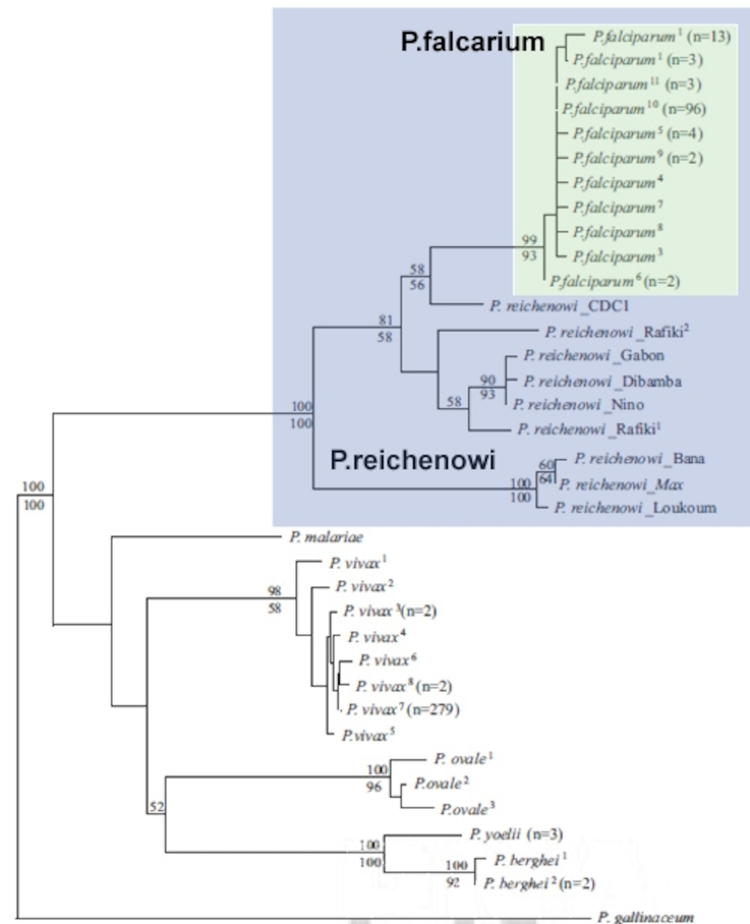 One jump from chimps to humans – the origin of malaria | National ...