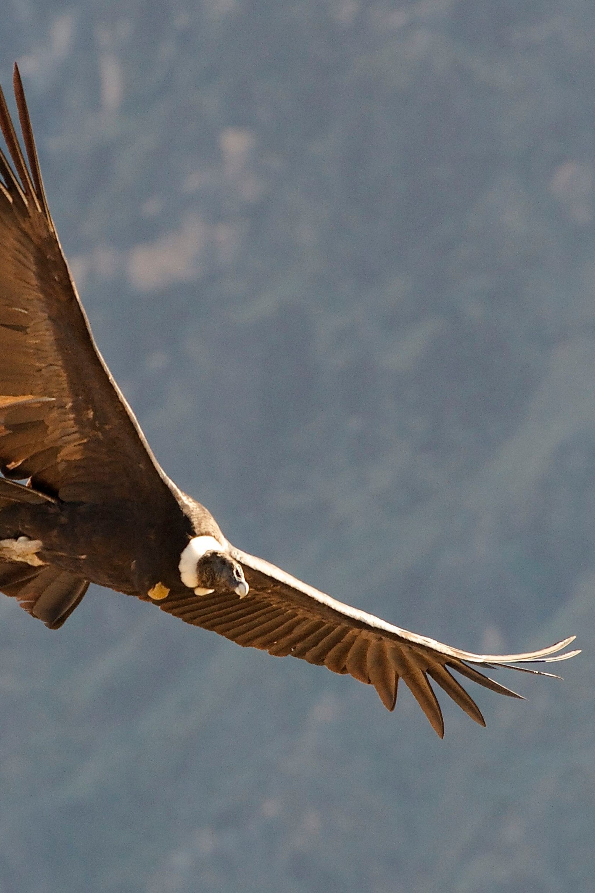 The Biggest Bird In The World That Can Fly