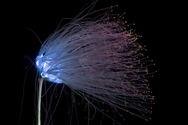 National Geographic Flowers In A New Light - Home Alqu