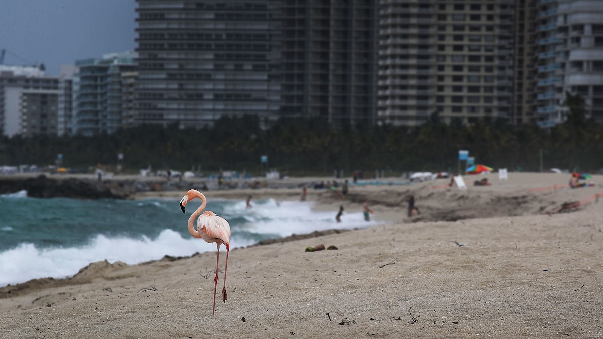 Florida’s flamingos disappeared decades ago. That may soon change ...