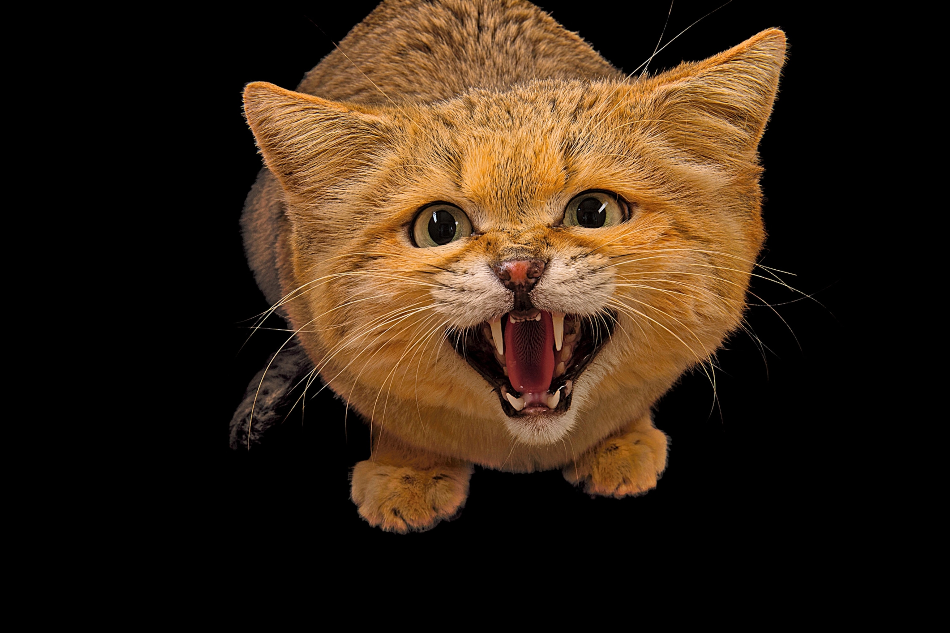 National Geographic photographer Joel Sartore builds a 'Photo Ark'