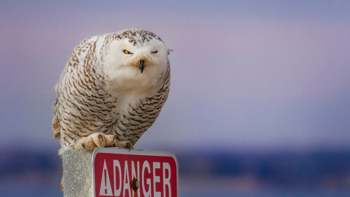 Your best photos of the week, February 8, 2019 | National Geographic