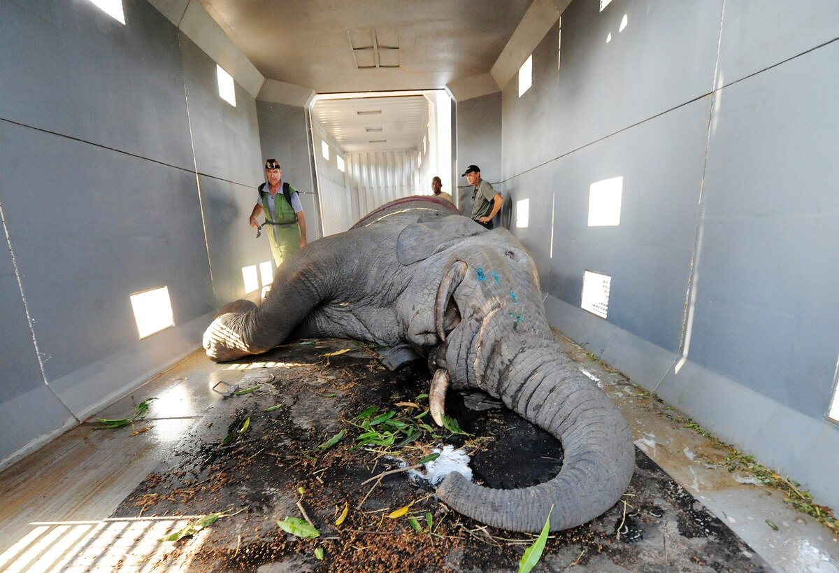 Pictures: Forest Elephants Moved Across Africa in Risky Operation