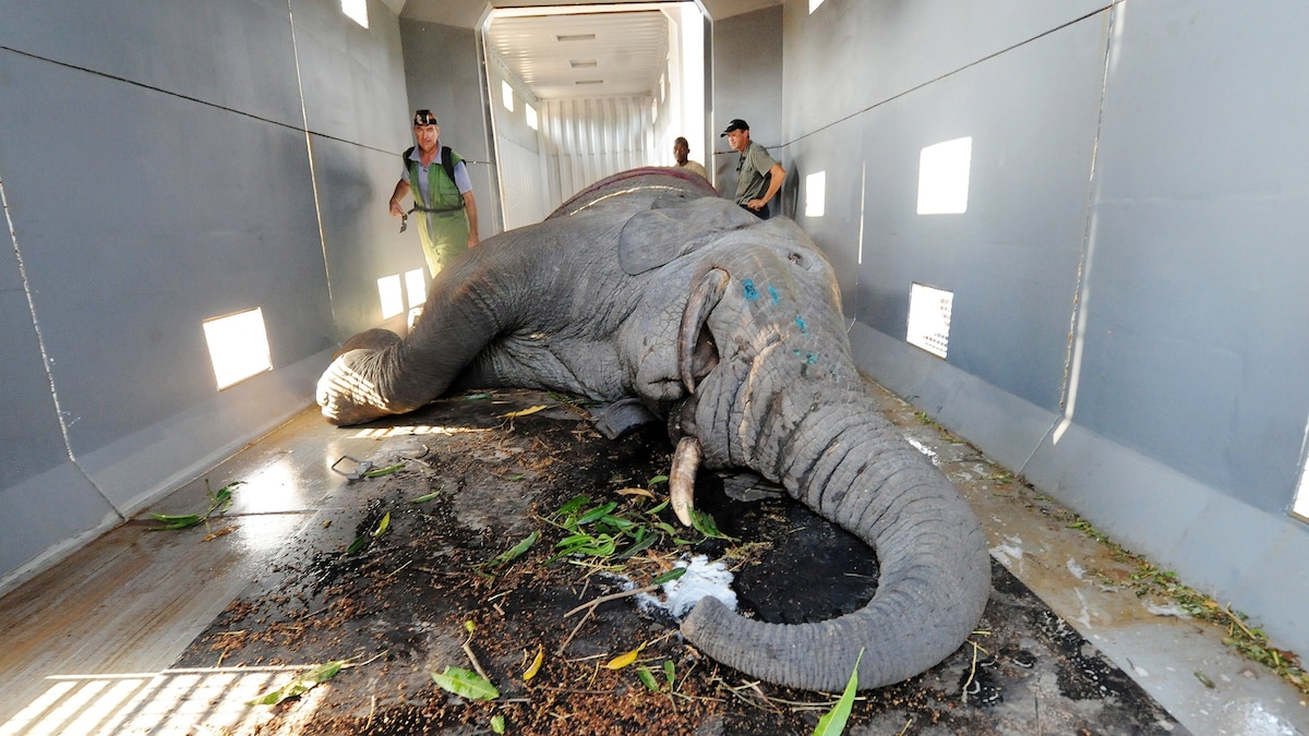 Pictures: Forest Elephants Moved Across Africa in Risky Operation ...