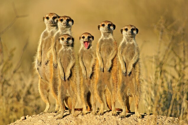 Stand Out In A Crowd Animals