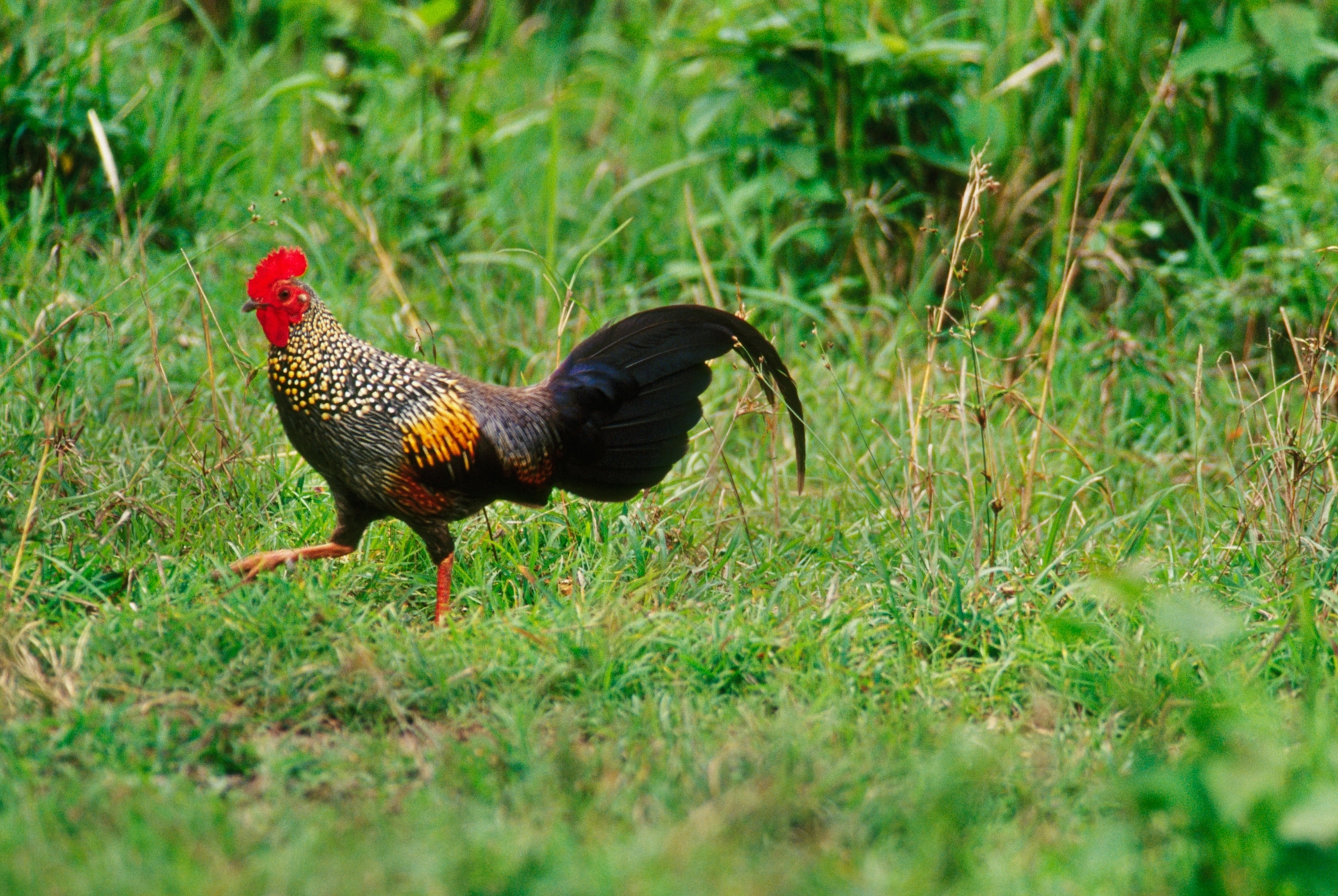 Watch: Kickboxing Kangaroos and 4 of Nature’s Most Impressive Fighters ...