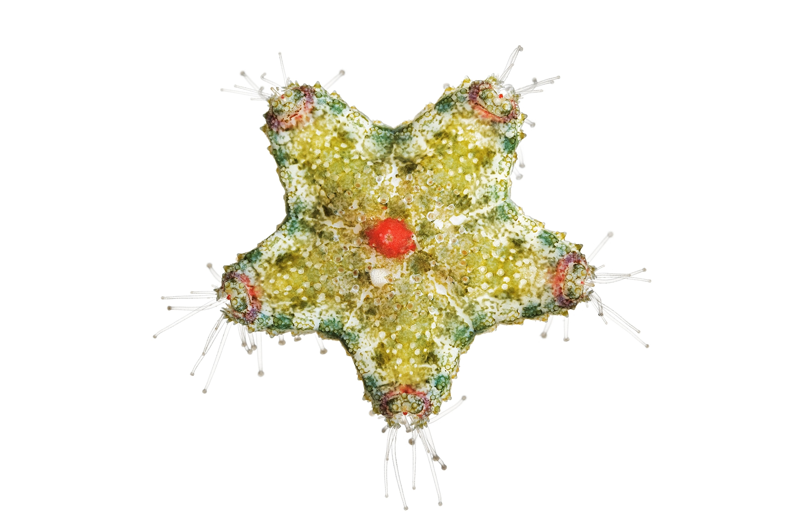 Life Within One Cubic Foot
