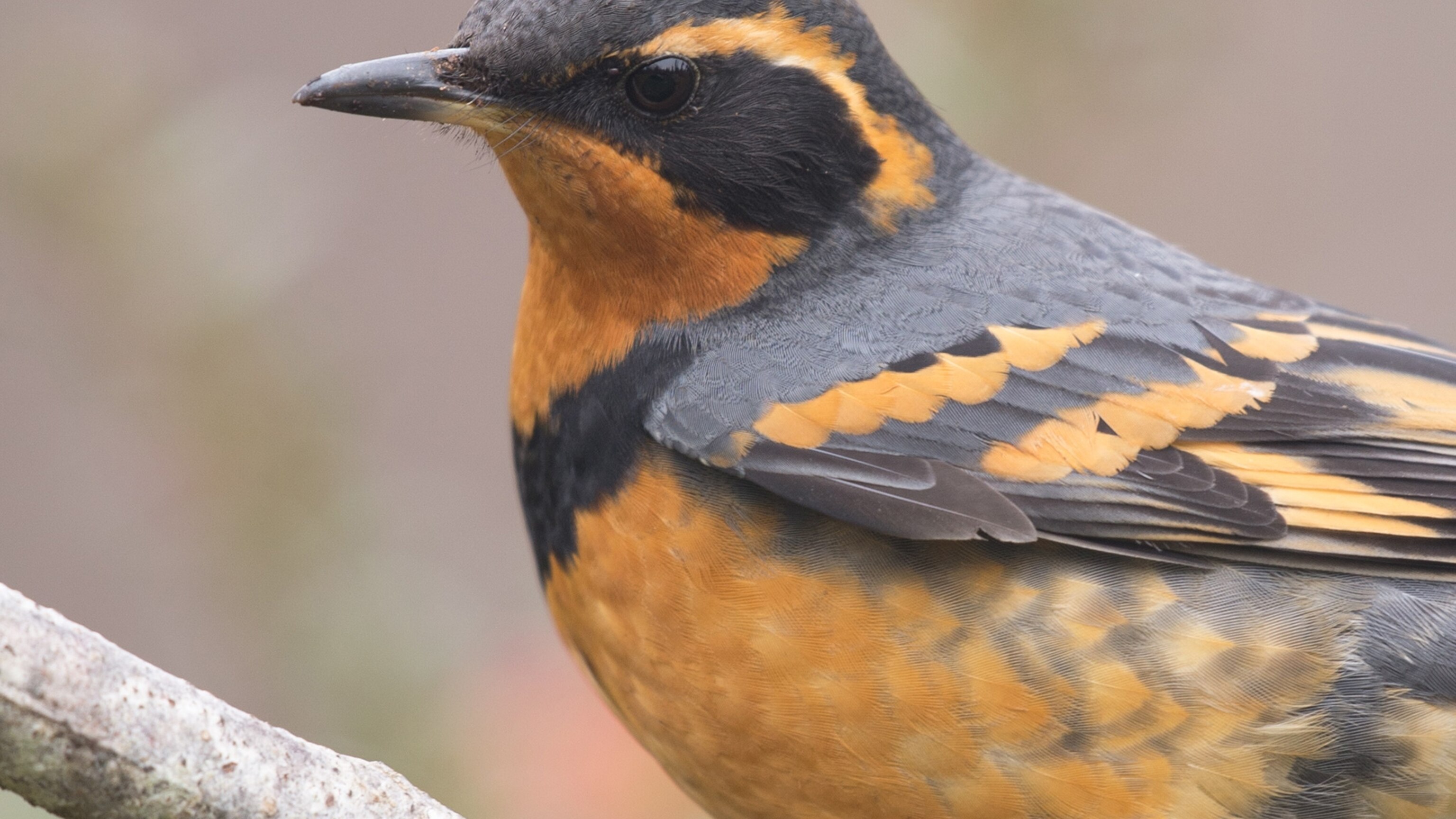 Varied Thrush Juvenile