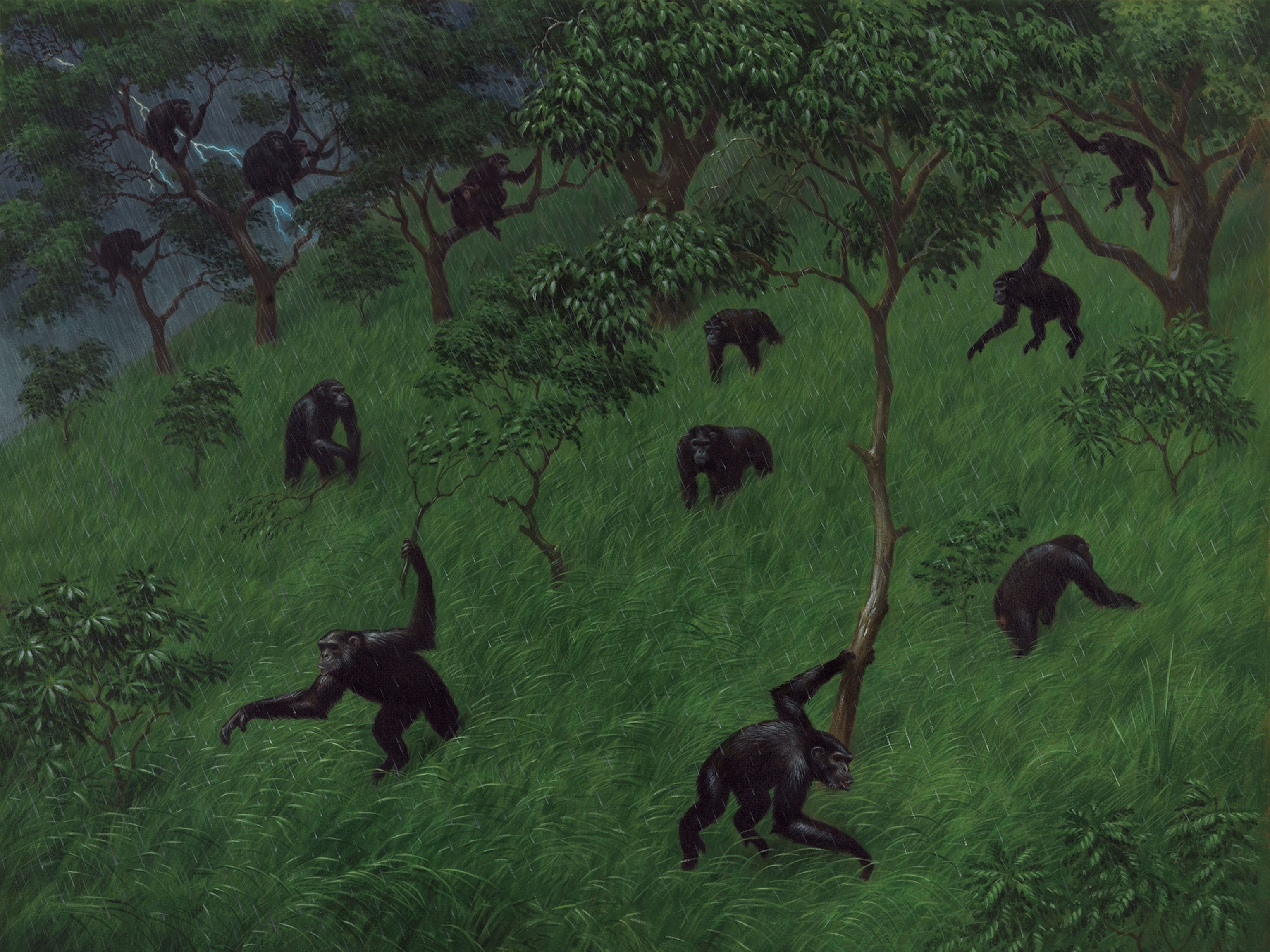 Jane Goodall’s original tale of chimpanzees still astonishes today