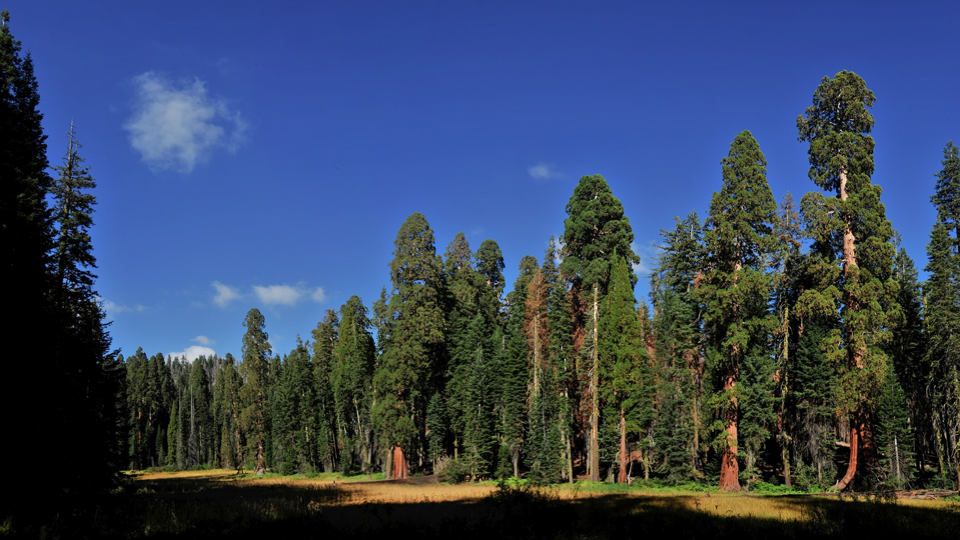 California’s Forests: Where Have All the Big Trees Gone?