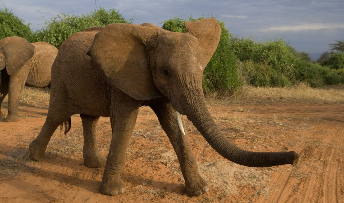 Pointing At the Minds of Elephants: My Column This Week For the New ...