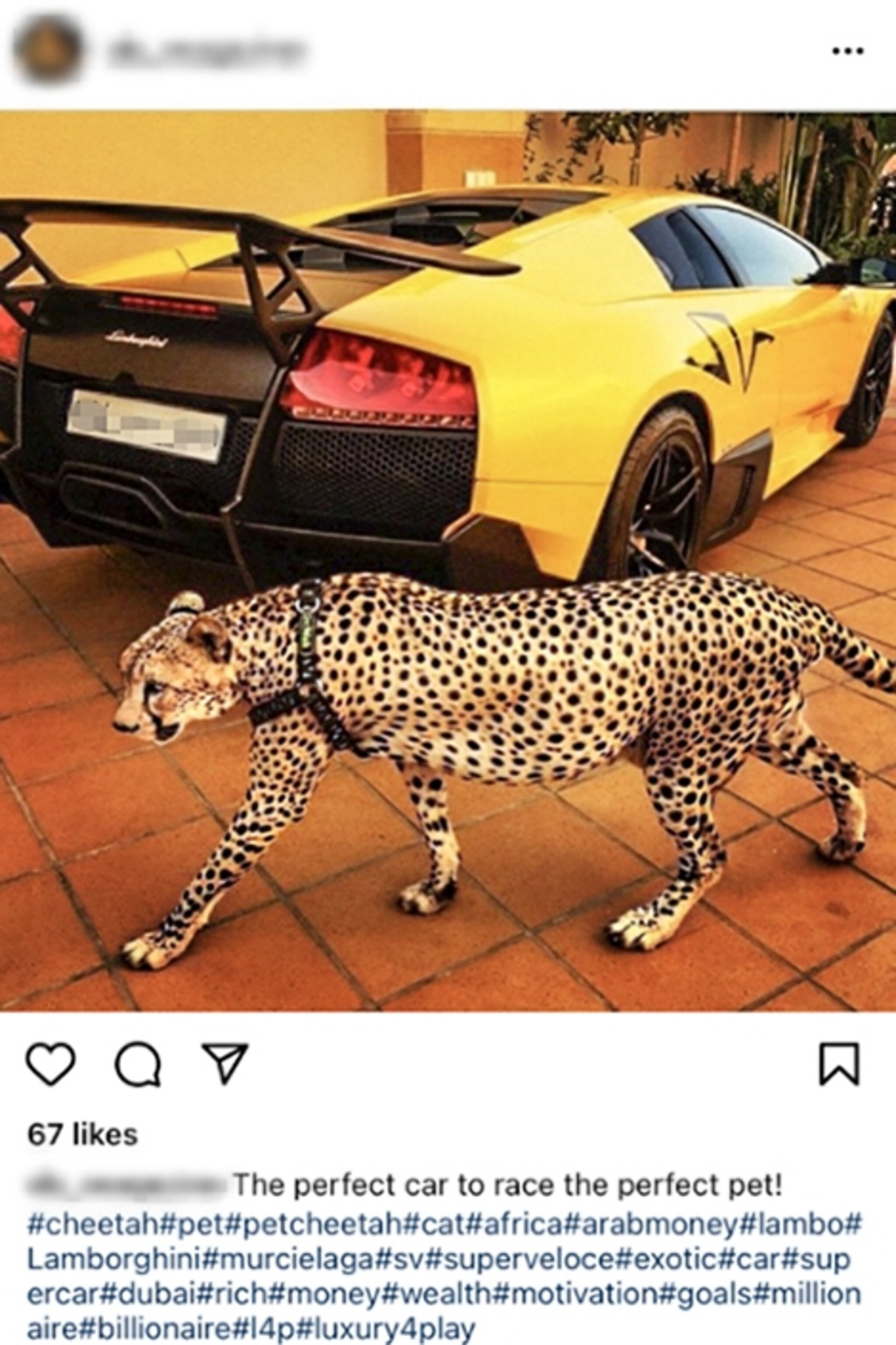How trafficked cheetah cubs move from the wild and into your Instagram feed