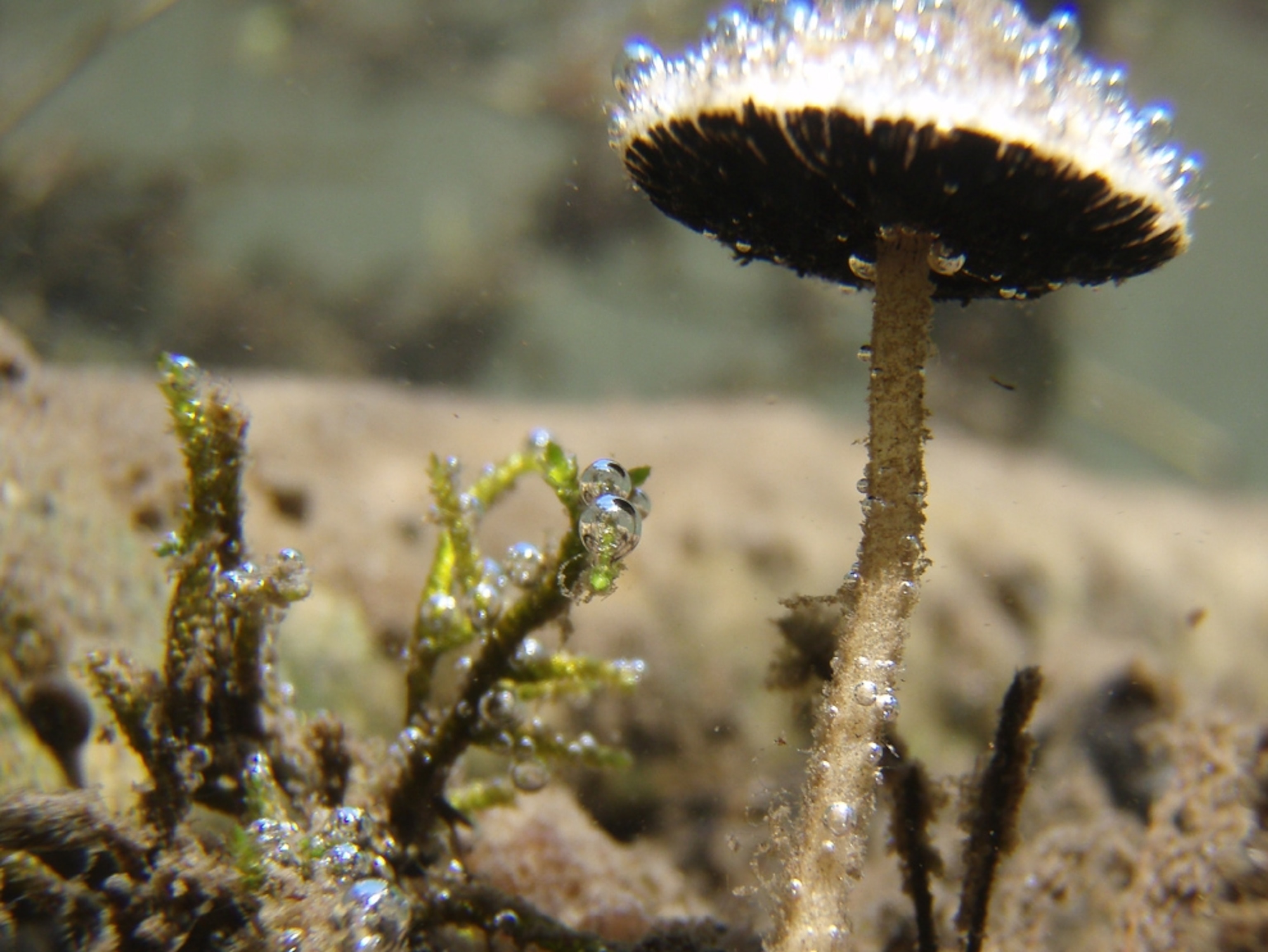 Top Ten New Species: "Walking" Fish, T. Rex Leech, More