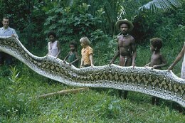 Largest Snake In The World Found Alive